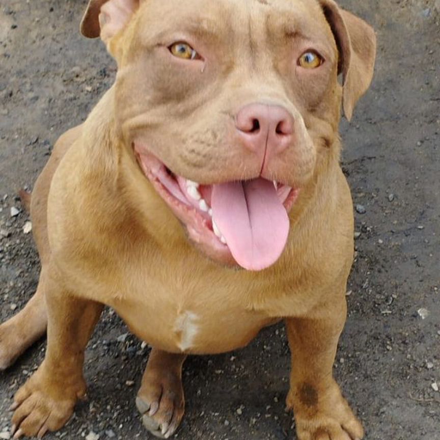 Щенок Булли