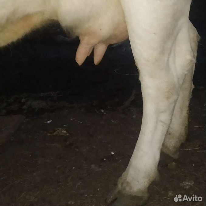Корова стельная дойная