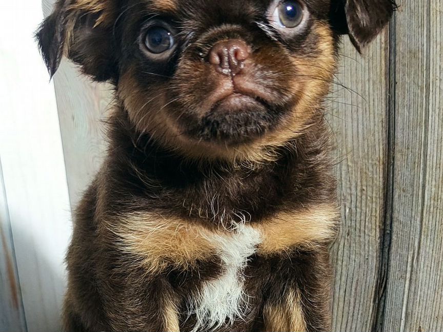 Пти брабансон, милый Олаф)