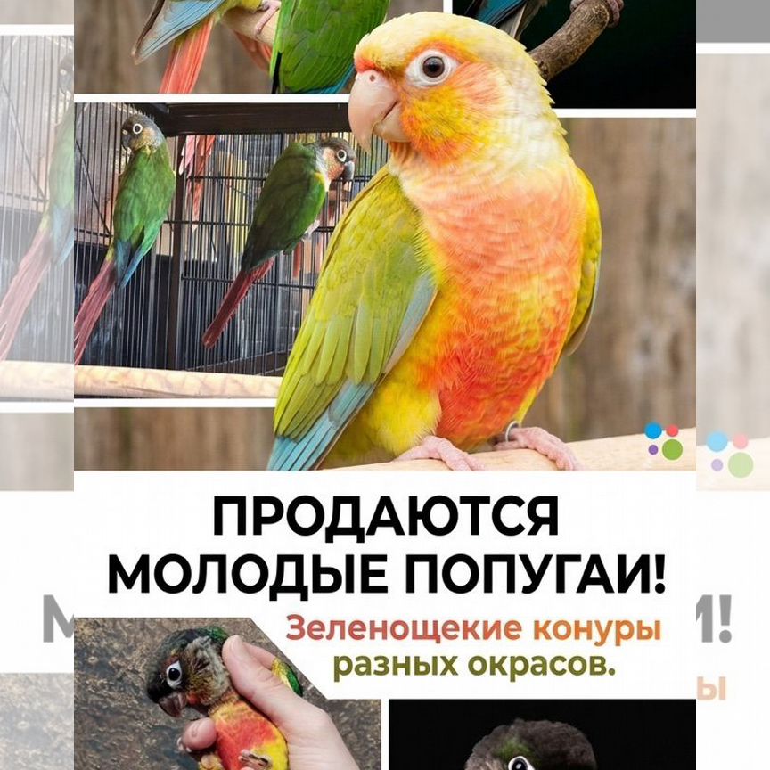 Попугай конур пиррура выкормыши