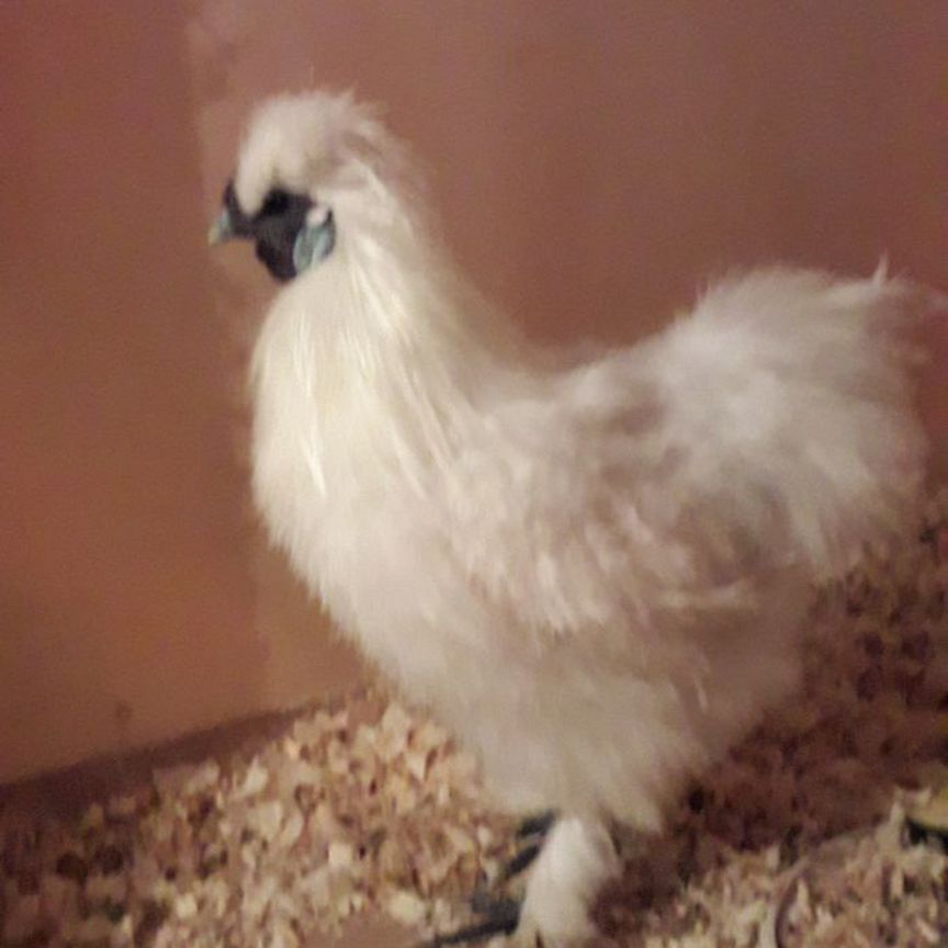 Петушок Китайский шелковый