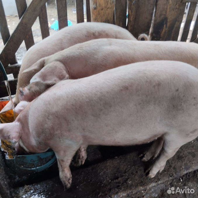 Свиньи супоросные