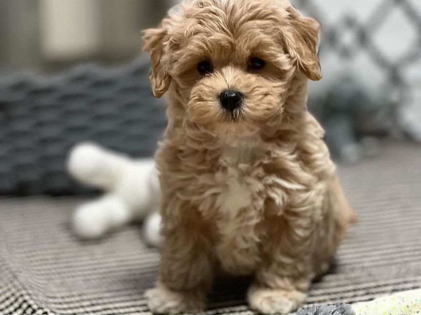 Щенки мальтипу F1