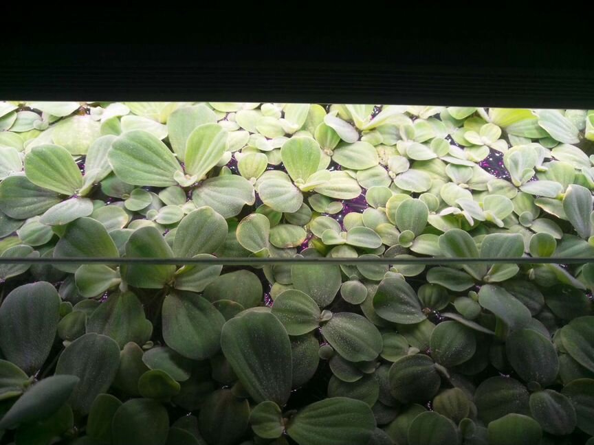 Пистия, Анубиас