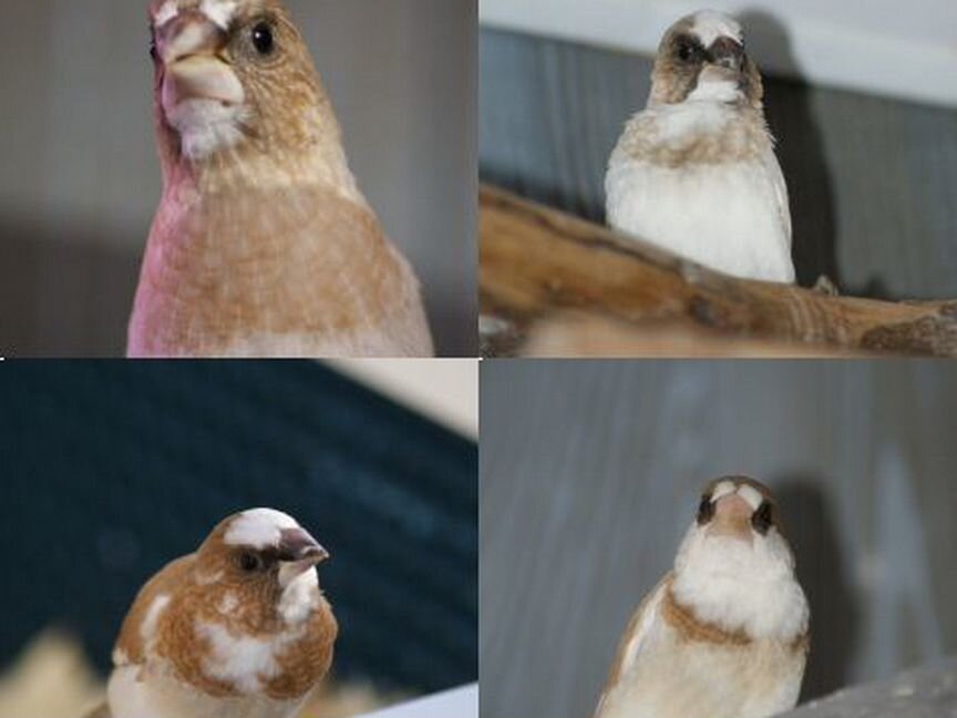 Японские амандинки, мальчики