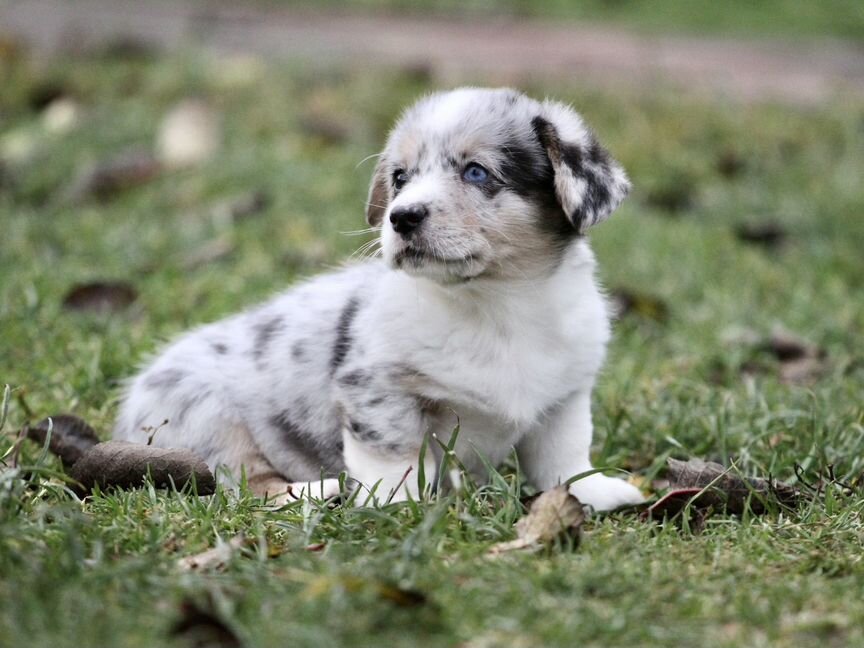 Вельш корги кардиган