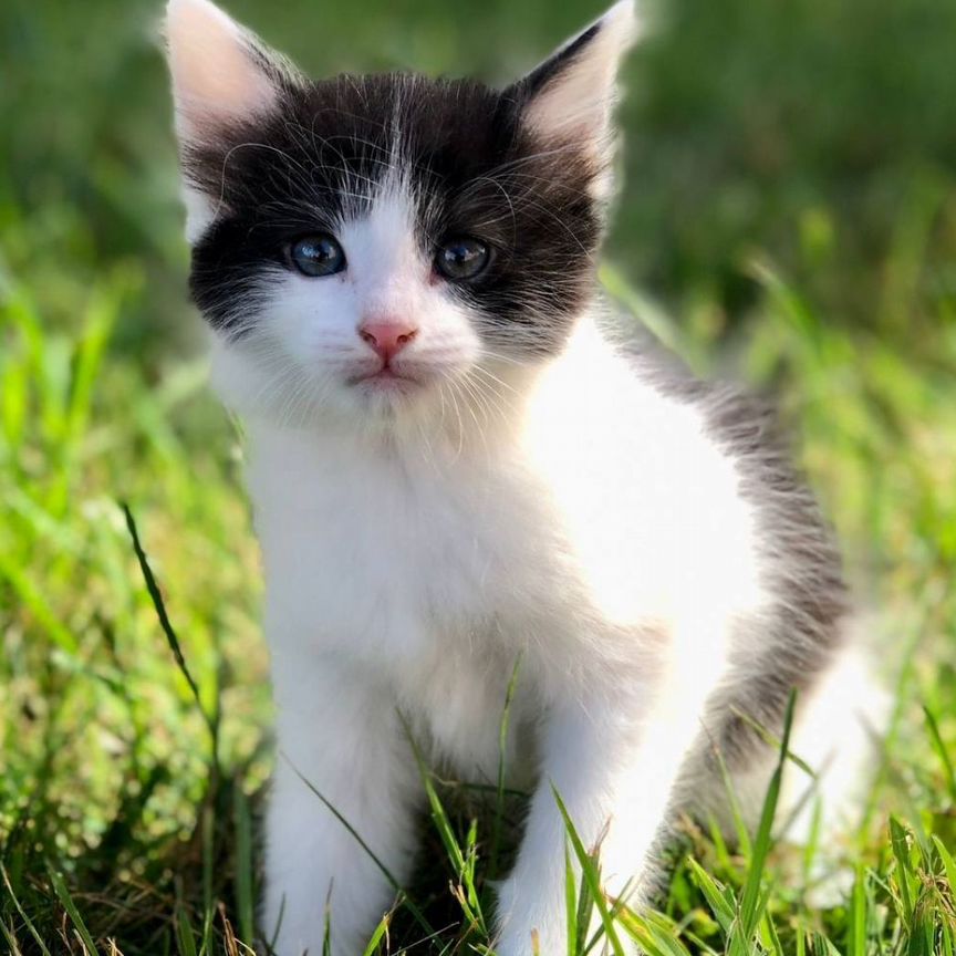 Котятки, самые ласковые, в добрые руки