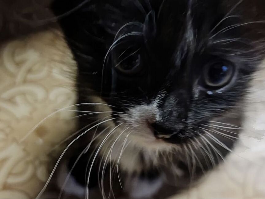 Кошки в добрые руки бесплатно