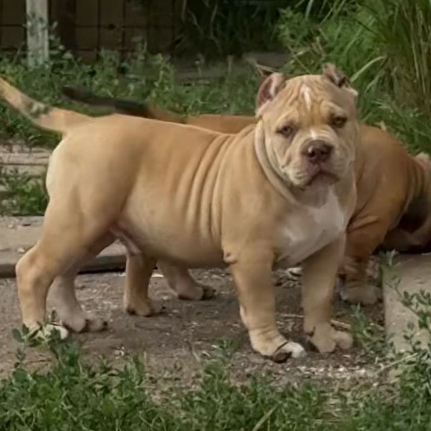 Американ Булли - кобель покет