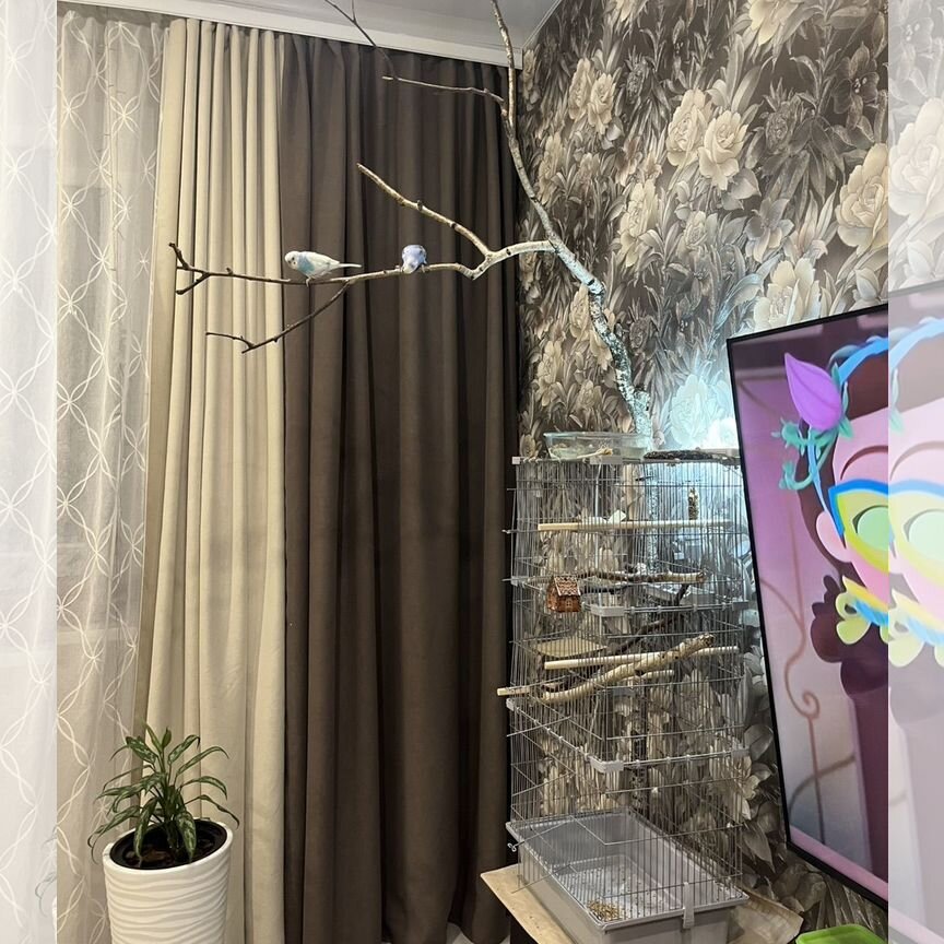 Волнистый попугай с клеткой