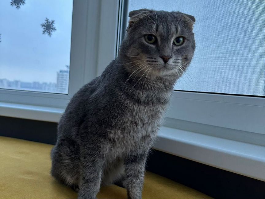 Тиньку нужен Дом