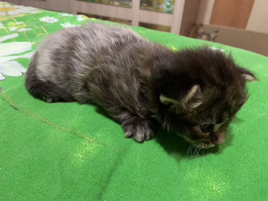 Котята мейн-кун бронь