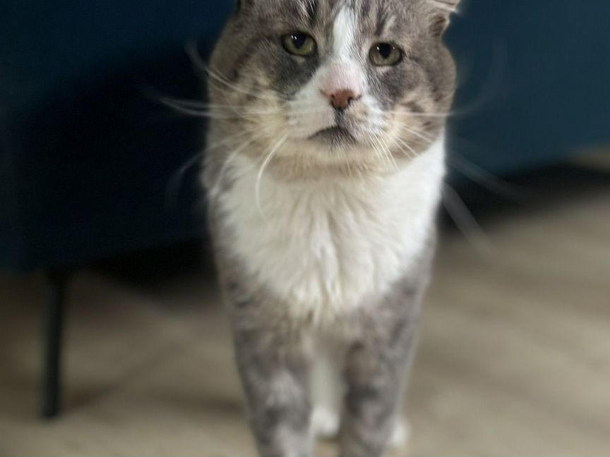 Котик Синабон