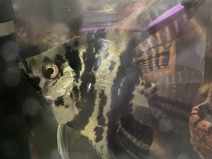 Скалярия серо-черная