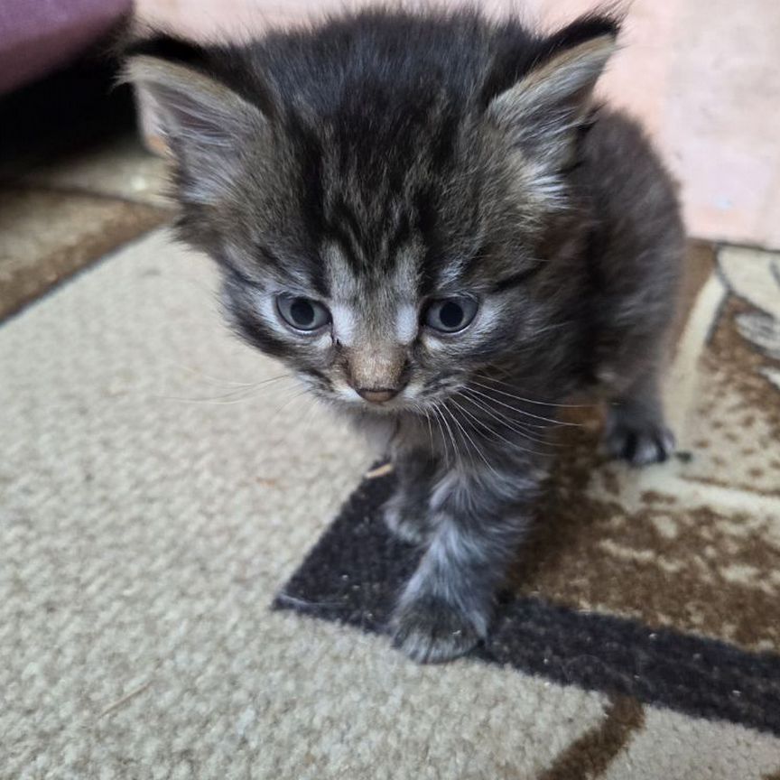 Сибирский котёнок