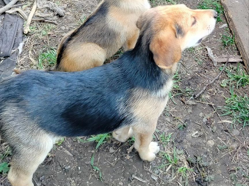 Выжлецы русской гончей, щенки