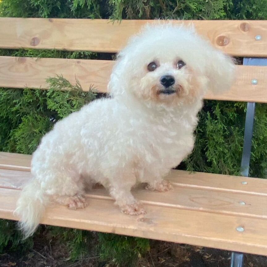 Бишон фризе, взрослая собака