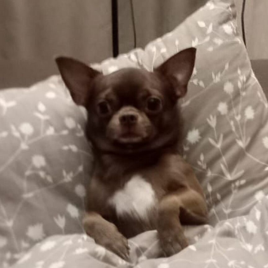 Чихуахуа, взрослый пёс