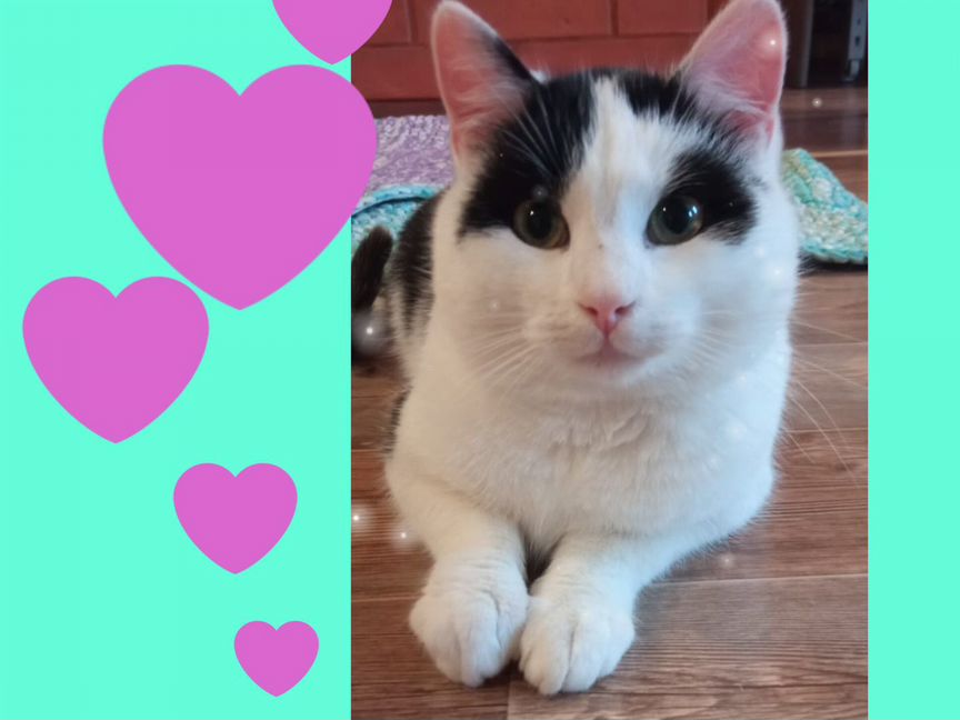 Плюшевый котик. Котенок кошечка кошка