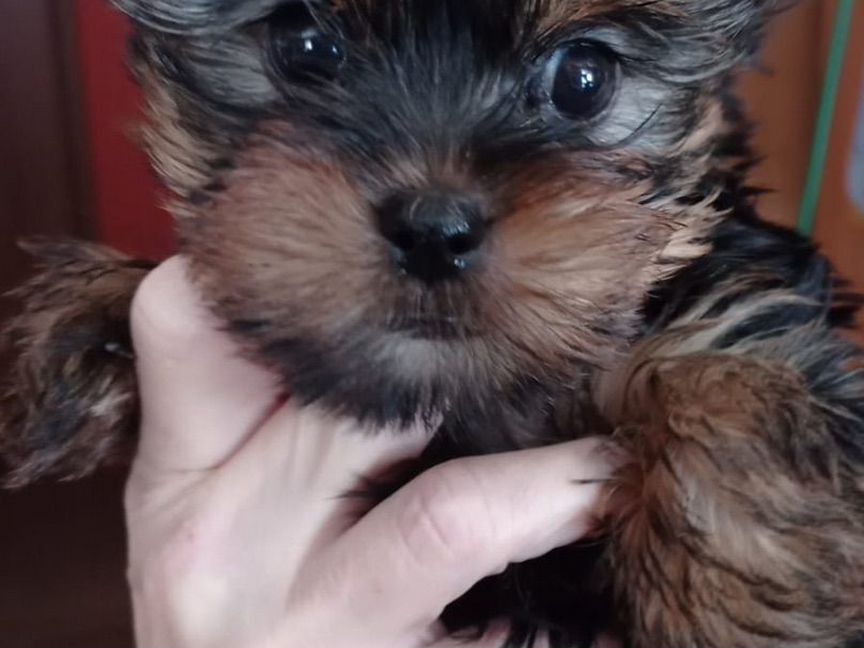 Йоркширский терьер