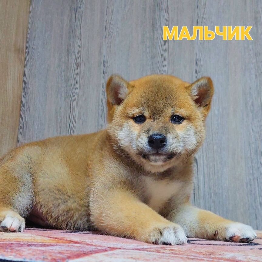Щенки сиба ину