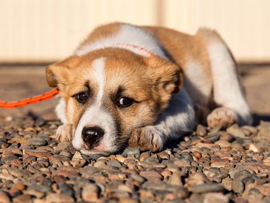 Щенок Эльза