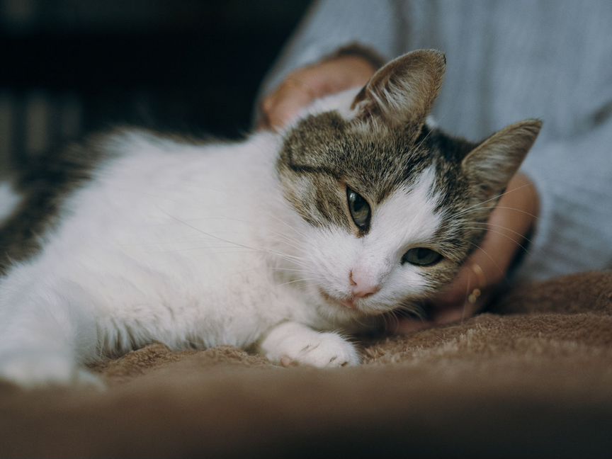 Самая ласковая кошка в дар