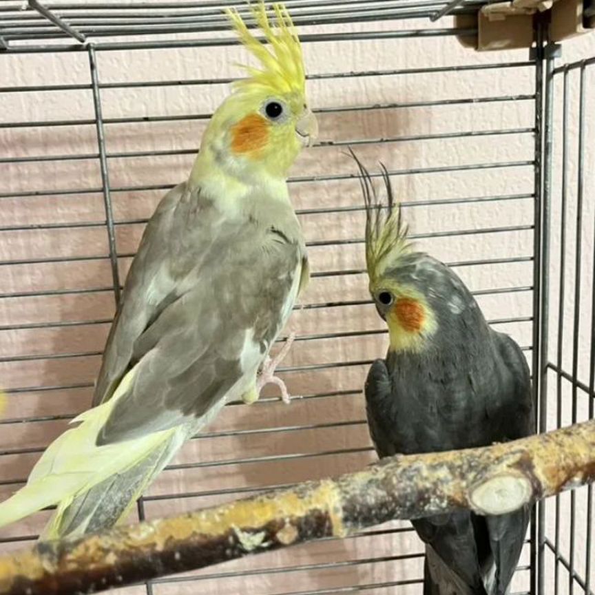 Попугаи корелла с клеткой