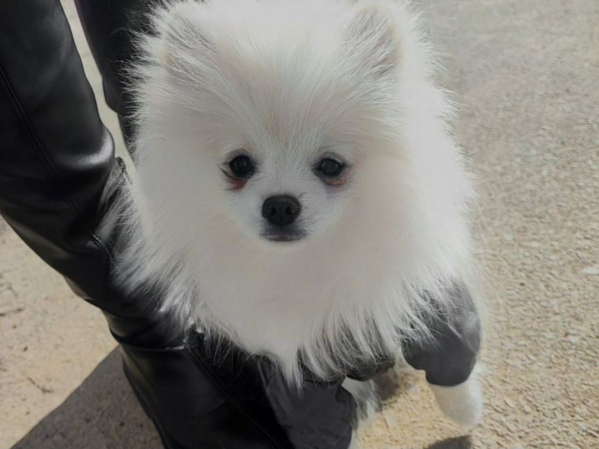 Померанский шпиц мини щенок