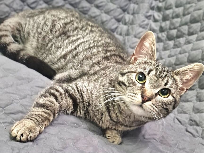 Котик ищет дом