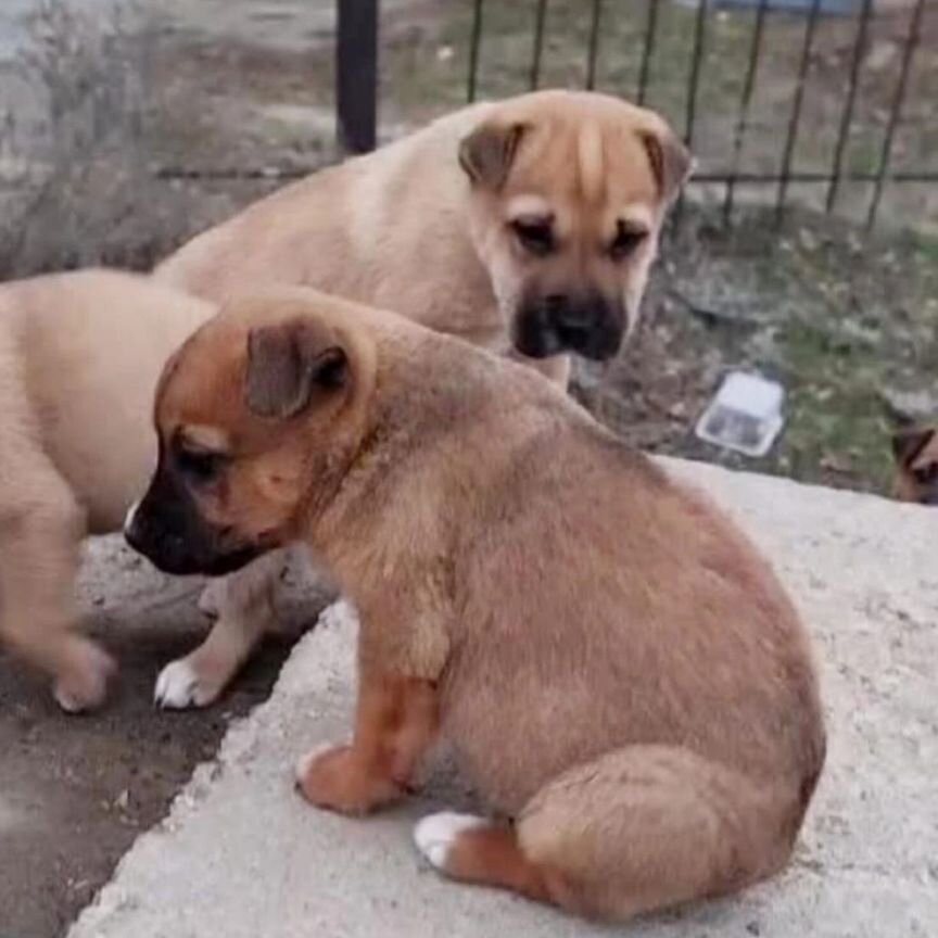 Щенки в добрые руки