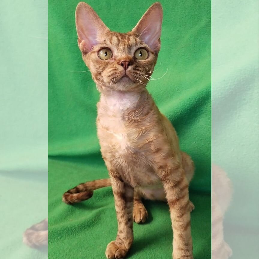 Девон-рекс, взрослая кошка