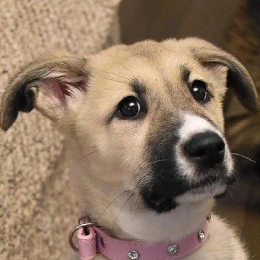 Очаровательная малышка в добрые ручки