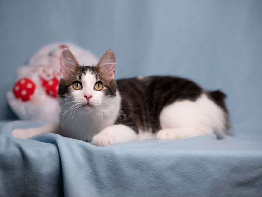 Оооочень ласковый котик-подросток в дар