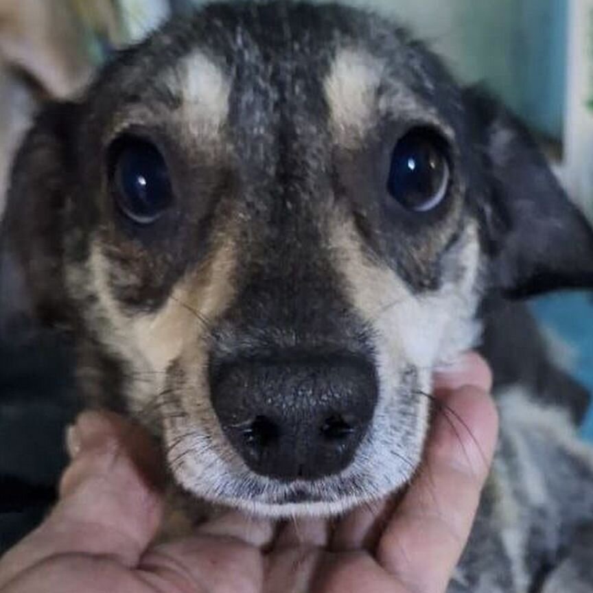 Взрослая собака в добрые руки