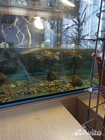 Красноухие черепахи