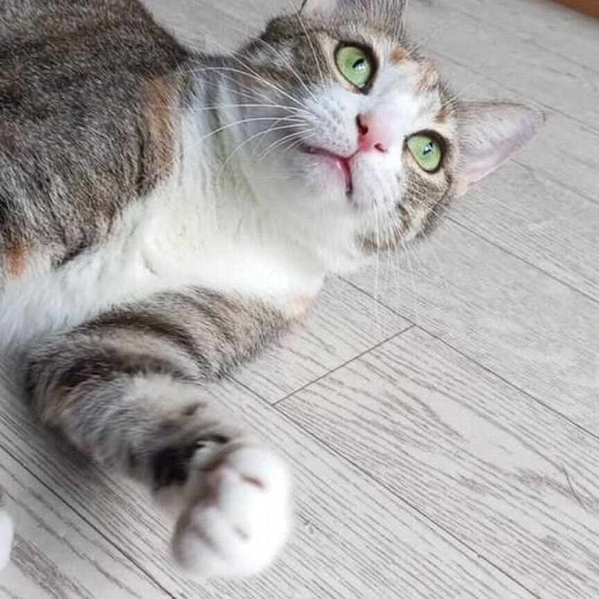 Взрослая, Девочка кошка в добрые руки