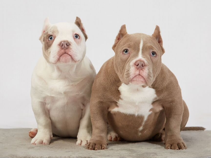 Девочки Ам.Булли