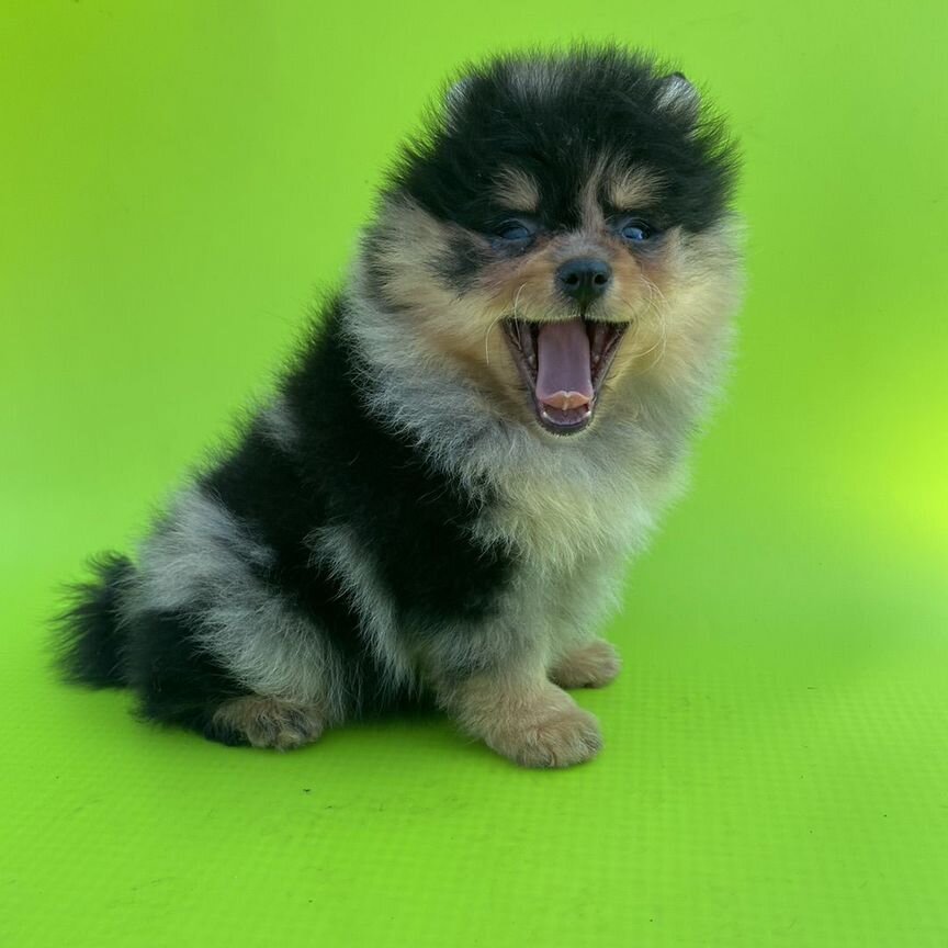 Эксклюзив девчюля шпиц