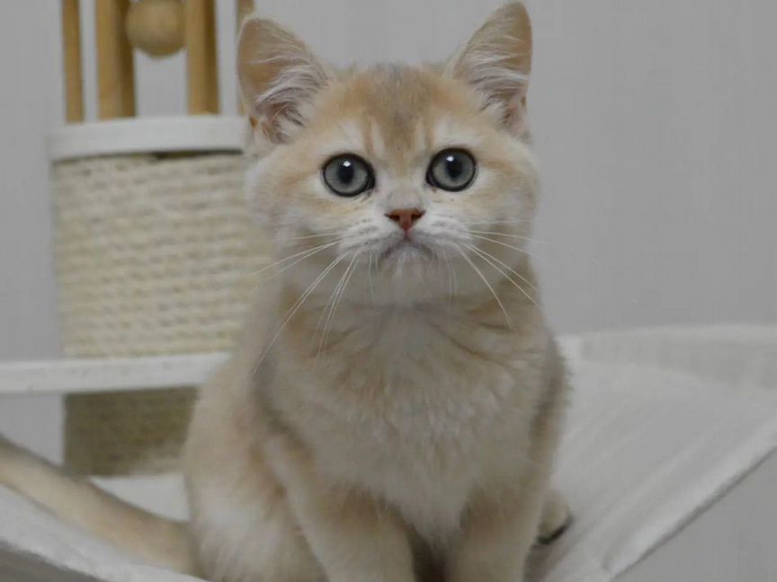 Котик ay12