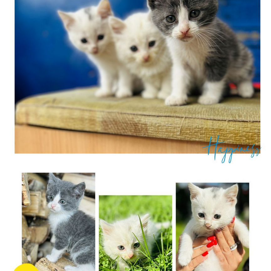 Котята в добрые руки,Малыши ищут дом