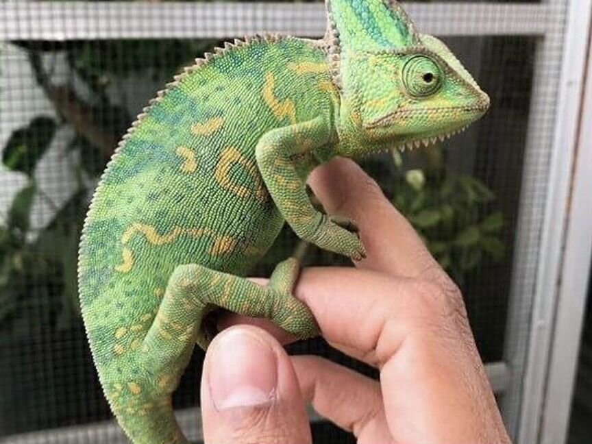 Хамелеон с террариумом