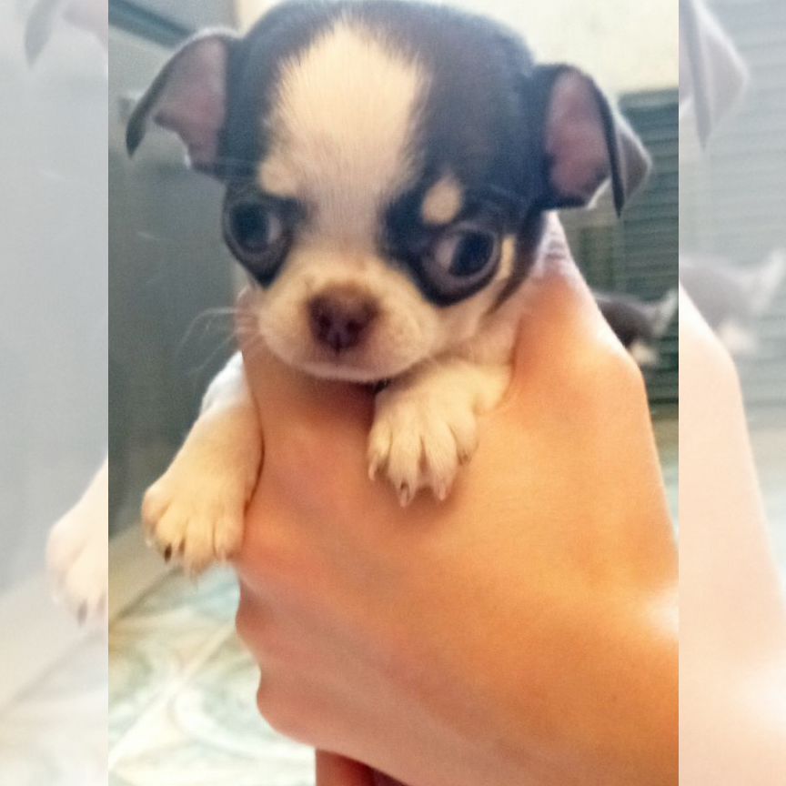 Чихуахуа, щенок