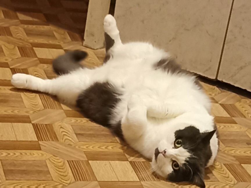 Британский кот