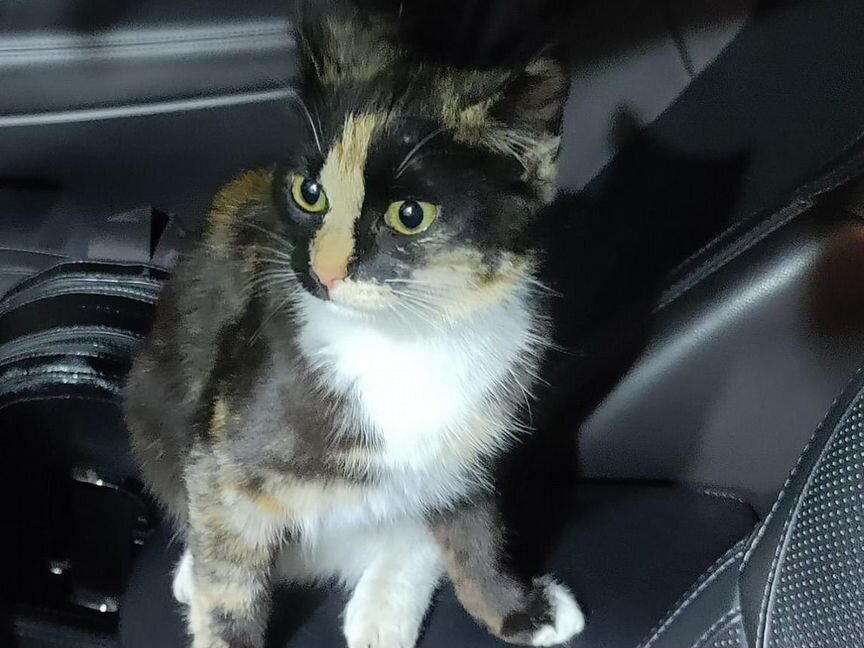 Кошка