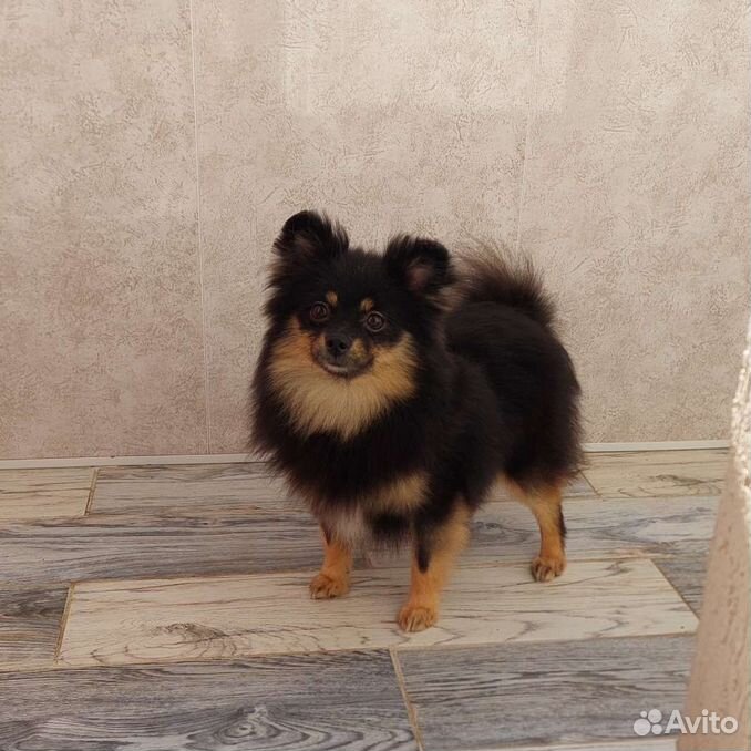 Шпиц молоденькая девочка