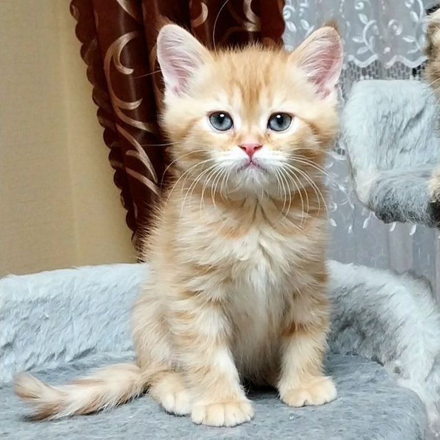 Шотландский красный котик