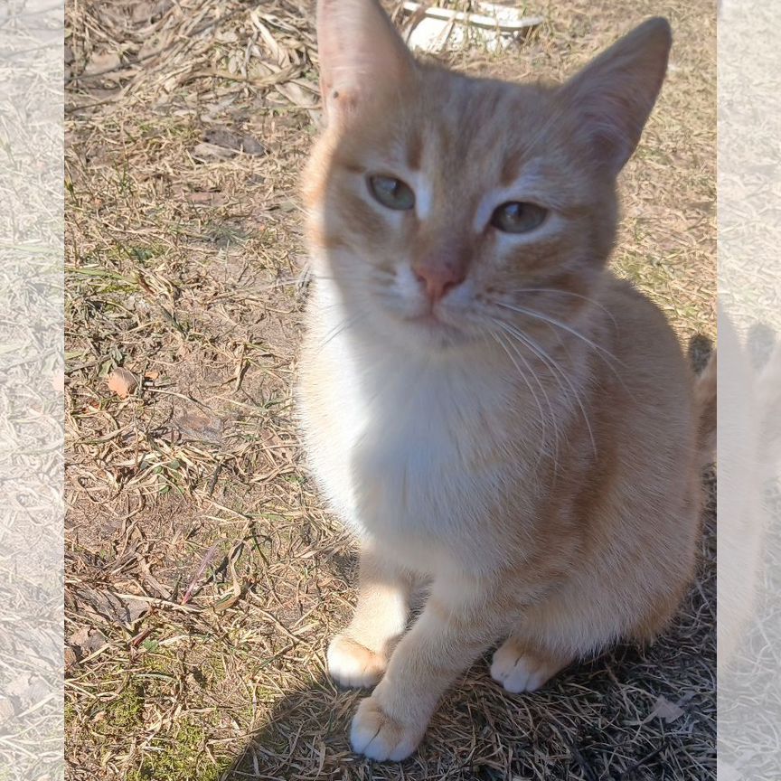 Ласковый мальчик ищет дом