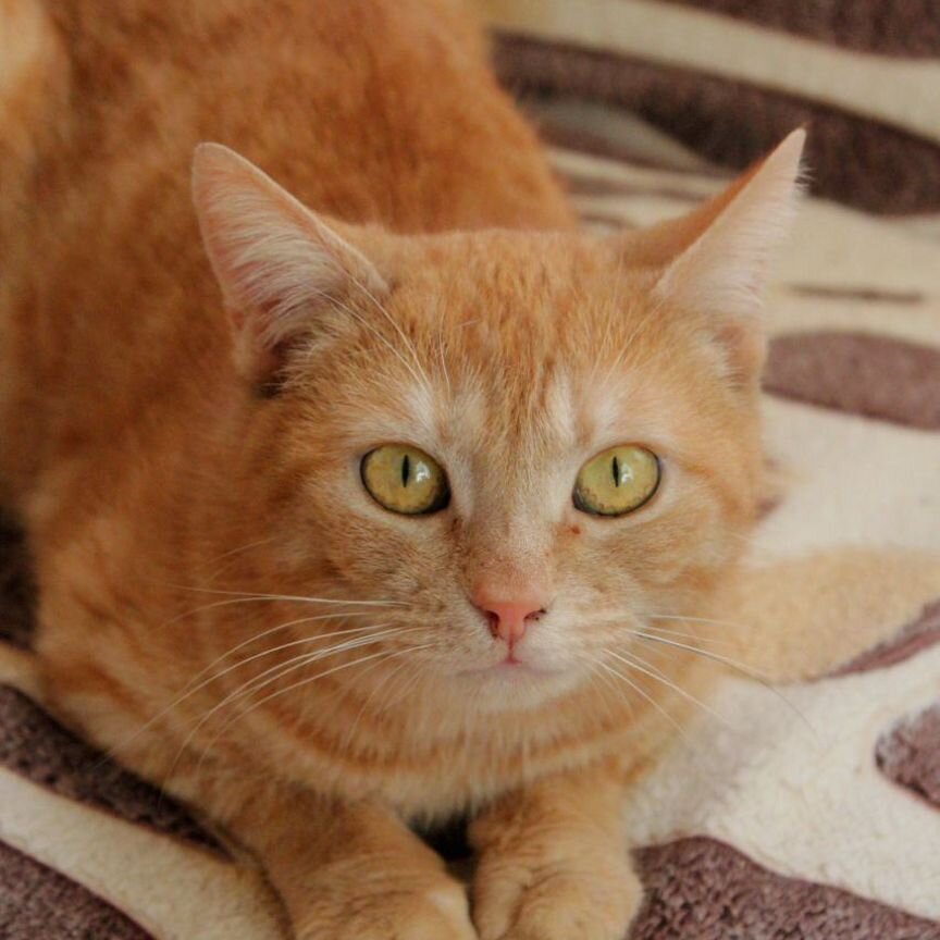 Кошки