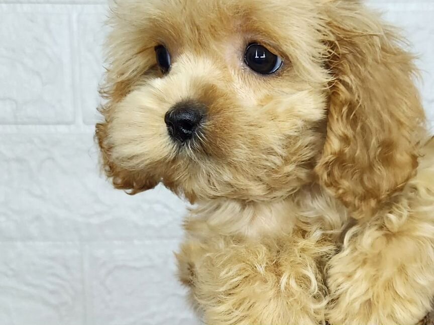 Щенок кокапу мини